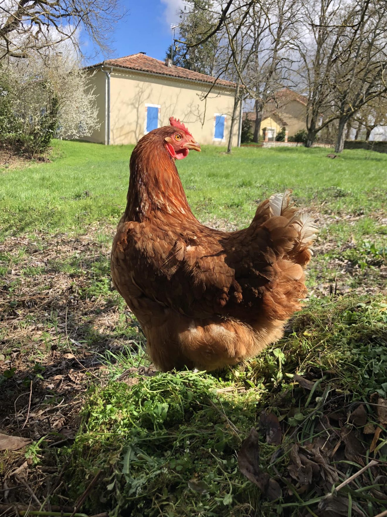 21 avril : Des poules à adopter aux Junies – Blog des Bourians